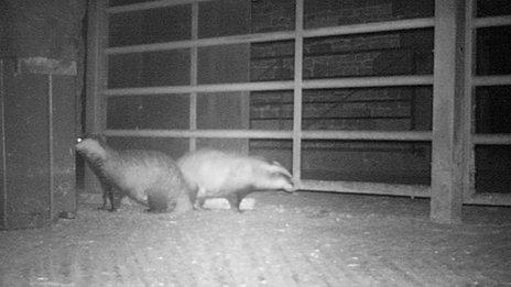 Badgers tracked by cameras in Defra project - BBC News