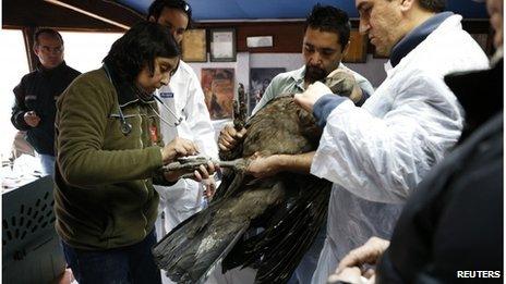 Chile investigates unexplained Andean condor deaths - BBC News