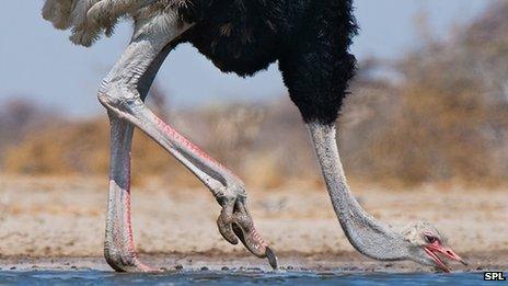 Ostrich necks give clues to dinosaur flexibility - BBC News