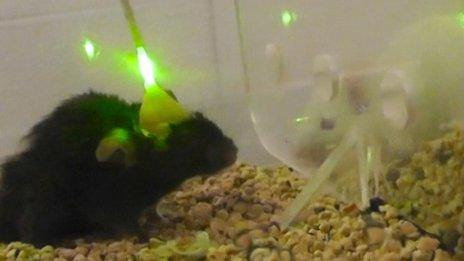 Bullied mice overcome anxiety after light treatment - BBC News