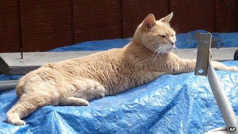 Alaska feline mayor Stubbs the cat suffers dog attack - BBC News