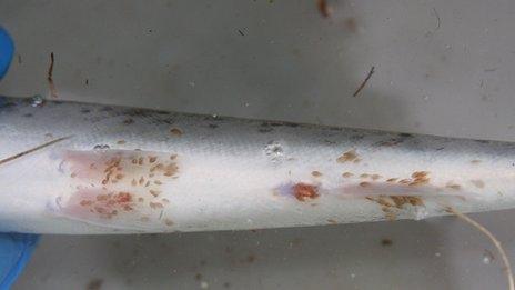 Scottish angling body urges action over sea lice - BBC News