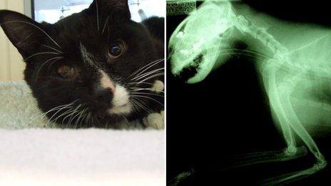 Cat 'peppered with airgun pellets' in Lingfield attack - BBC News