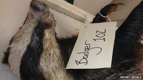 Badger cull: Wildlife charity claims to find shot animal - BBC News