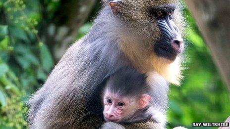 Paignton Zoo welcomes mandrill baby - BBC News