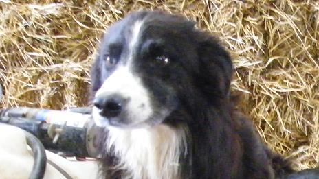 Haverfordwest missing dog found after five months in the wild - BBC News