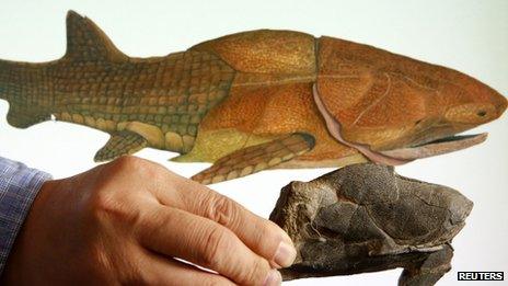 Scientist hails 'jaw-dropping' fish fossil discovery - BBC News