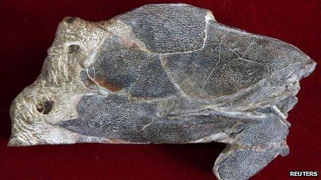 Scientist hails 'jaw-dropping' fish fossil discovery - BBC News