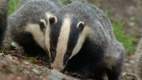 Badger cull: First pilot in Somerset believed to be over - BBC News