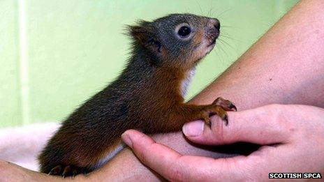 Orphaned red squirrel Dizzee rescued near Inverness - BBC News