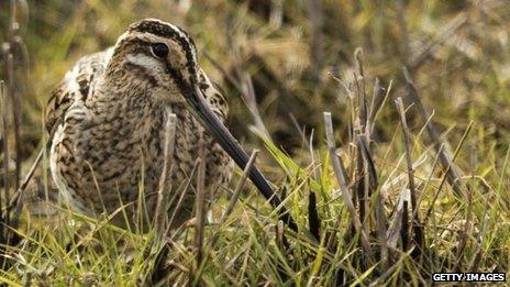 Otmoor snipe population to benefit from soil work - BBC News