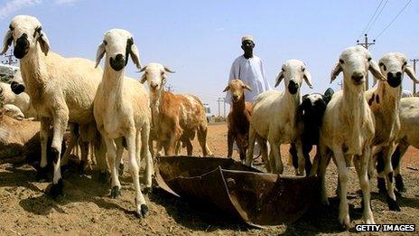 Arab World: Spreading the cost of sacrificial lambs - BBC News