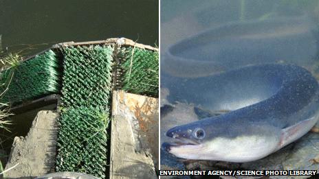 Cambridge bristle pad staircase helps eels - BBC News