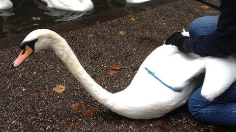 'Mr Swan' attacked by dog in Perranporth - BBC News