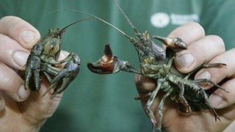 American Signal crayfish found in River Nar - BBC News