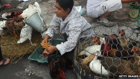Poultry markets in China 'are vast bird flu reservoir' - BBC News