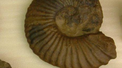 Giant ammonite goes on display on Isle of Wight - BBC News
