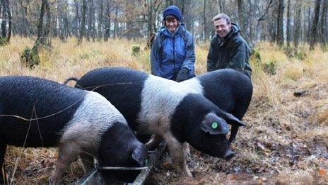 Runaway pigs in Forest of Bowland found 'safe and fat' - BBC News