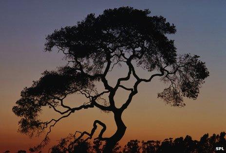 Cancer diversity has 'huge implications' - BBC News