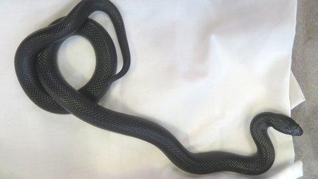 Black snake found slithering in Fife flats' hall - BBC News