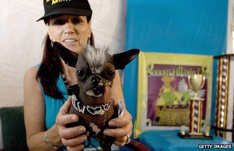 Elwood, world's ugliest dog, dies in America aged eight - BBC News