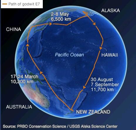 Savvy bar-tailed godwit equipped for climate challenge - BBC News
