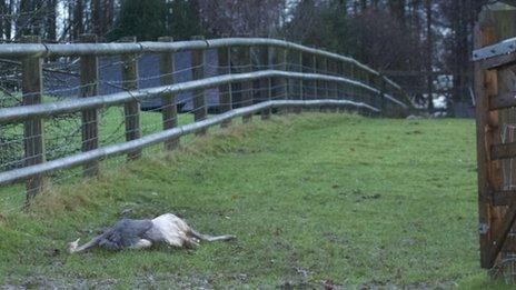Ashdown Forest rhea flock savaged in Sussex 'dog attack' - BBC News