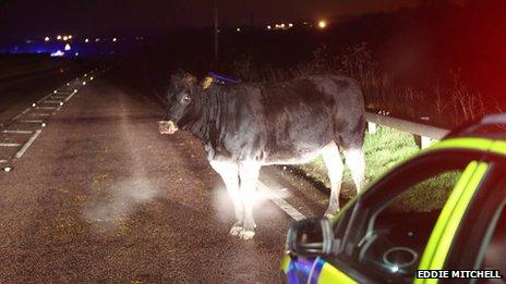 West Sussex Angmering cow herd hit by cars - BBC News