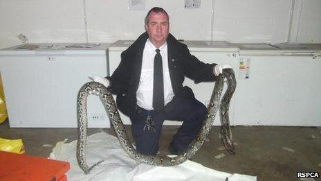 Dead python found under fallen tree in Northfleet - BBC News