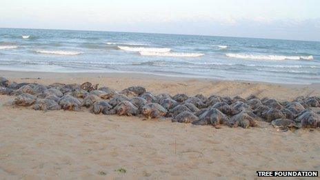 Hundreds of olive ridley turtles found dead in India - BBC News