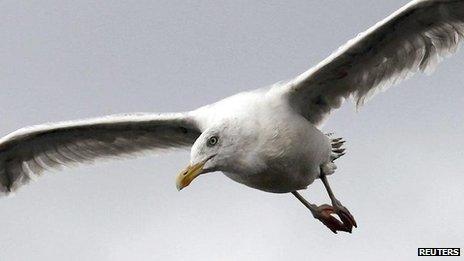 Gull-proof sacks will 'cut litter', Carlisle City Council says - BBC News