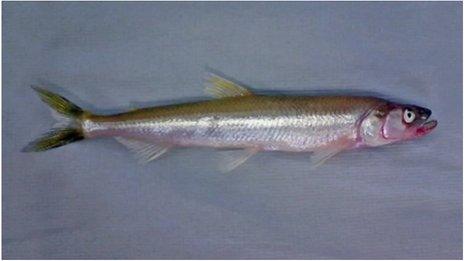 Dredging fear for rare Devonport dockyard smelts - BBC News