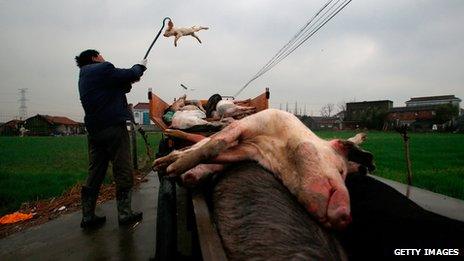 Concerns grow in Europe over threat from deadly pig virus - BBC News