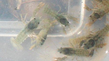 1,000 crayfish released into river at Builth Wells - BBC News