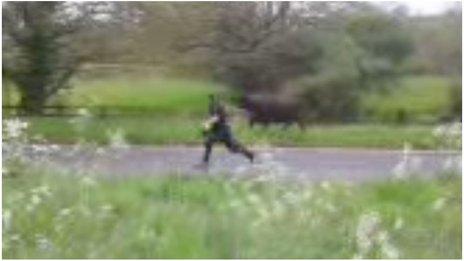 Runaway cow closes Devon A38 dual carriageway - BBC News