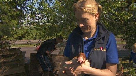 M62 crash chickens given 'freedom' by pet sanctuary - BBC News