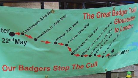 Anti-badger cull campaigners march from Gloucester to London - BBC News