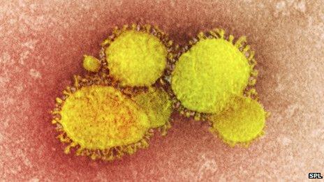 Cats and dogs to be tested for mysterious Mers infection - BBC News