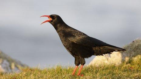Scientists reveal supper secret of rare choughs - BBC News