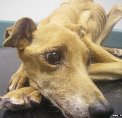 Bolton man given life animal ban after emaciated dog find - BBC News