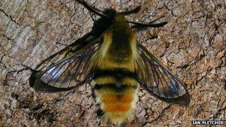 Bee Hawk moth spotted by expert on Isle Of Wight - BBC News