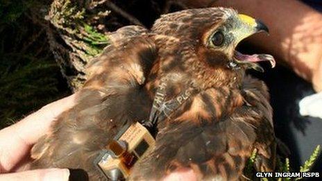 Satellite tags track Bowland hen harriers - BBC News