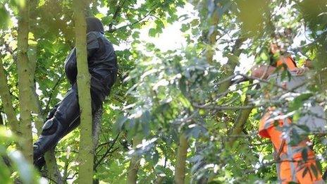 Burglar who fled up tree in London jailed - BBC News