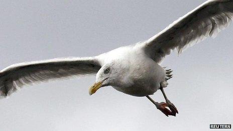 Dive-bombing seagulls 'becoming a menace' in Devizes - BBC News
