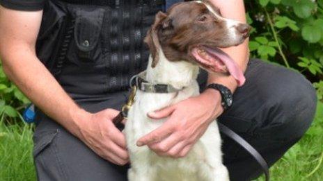 Police dog's girlfriend collects posthumous PDSA award - BBC News