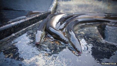 The last eel catcher of Rome - BBC News