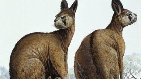 Most kangaroos are 'left-handed' - BBC News