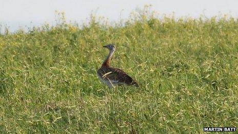 Rare great bustard is spotted in Alderney - BBC News