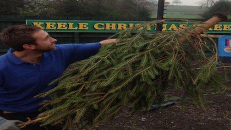 Christmas tree throwing contest held in Ireland - BBC News
