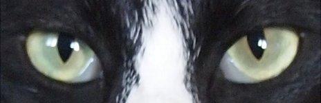 Ipswich cat burglar Theo's 2014 haul revealed - BBC News